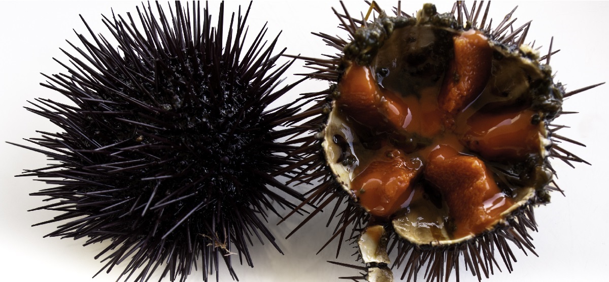 Αχινός - ΣΥΝΤΑΓΕΣ με Αχινό - Cookfast.gr